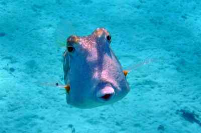 Les Poissons de Polynésie » Vacances - Arts- Guides Voyages