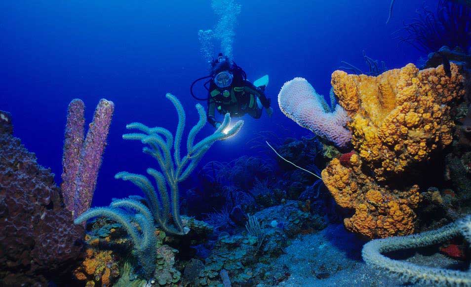 Plongée aux Antilles » Vacances - Arts- Guides Voyages