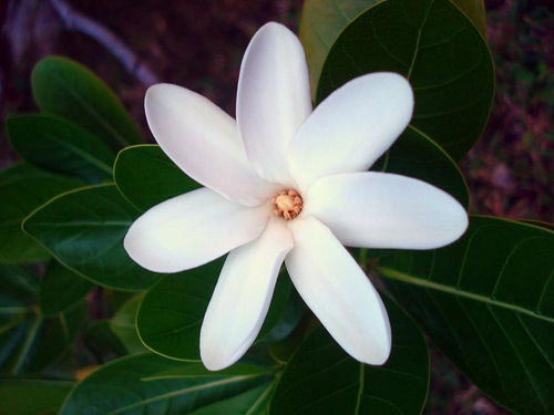 La fleur de Tiare ≡ Voyage - Carte - Plan